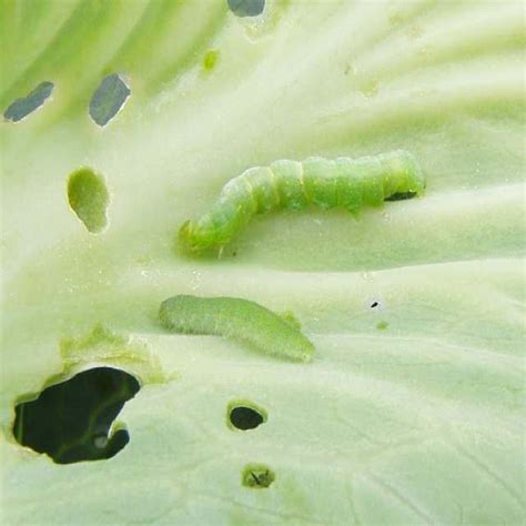 Objectdetection Object Detection Dataset By Mod5