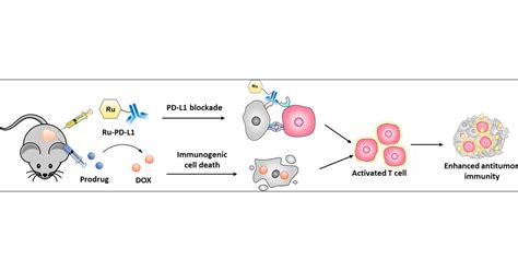 A Nanobody Bioorthogonal Catalyst Conjugate Triggers Spatially Confined