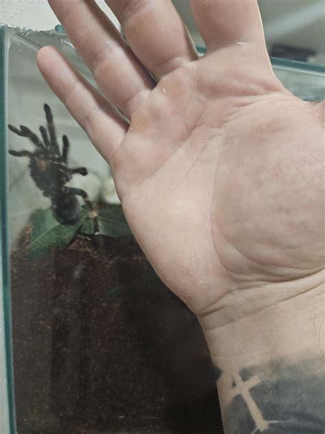 Identifying The Sex And Age Of B Smithi R Tarantulas