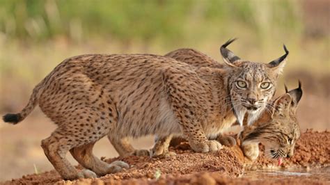 La Lince Iberica Non è Più In Pericolo Lifegate