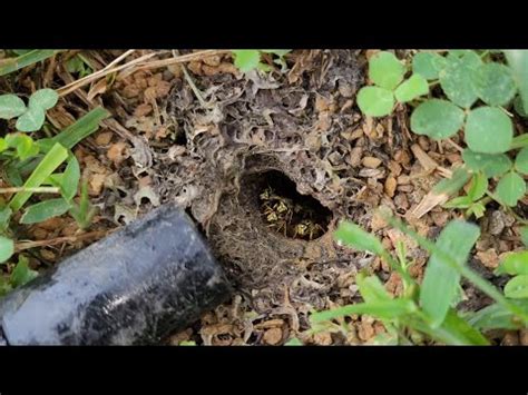 How To Recognize A Hornet Ground Nest