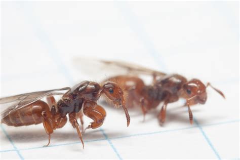 Much Ado About The Founding Of Lasius Temporary Social Parasites The Ant Farm And Myrmecology
