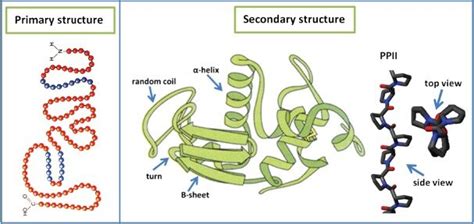 Schematic Representation Of The Primary Structure Of A Generic Protein