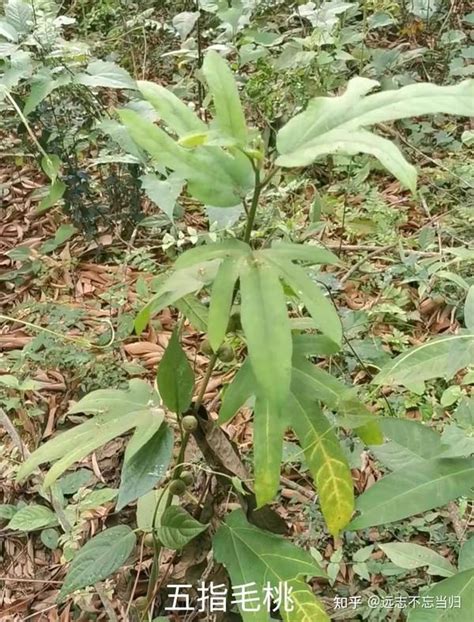 五指毛桃的功效和作用：既可入药，又可煲汤 知乎