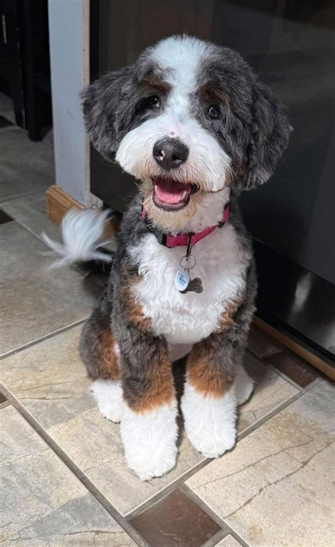 Pin By Dana Moulton On Bernedoodle Haircuts Bernedoodle Puppy Puppy