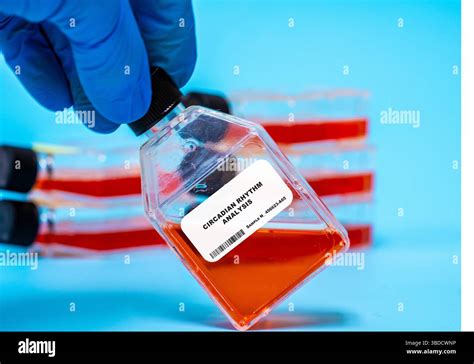 Circadian Rhythm Analysis Investigating The Molecular Clocks Of