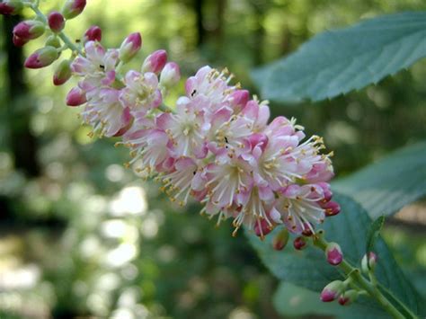 Ruby Spice Summersweet Clethra Alnifolia Ruby Spice Gardens Oy Vey