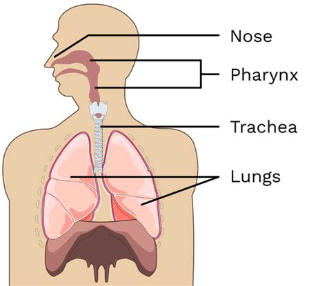 Respiratory System Labster