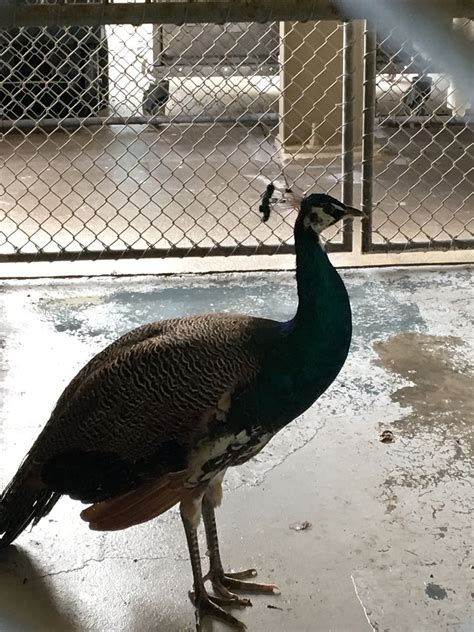 Found Peacock