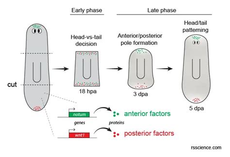 Planarian The Master Of Regeneration The Science Of Stem Cells And Genes