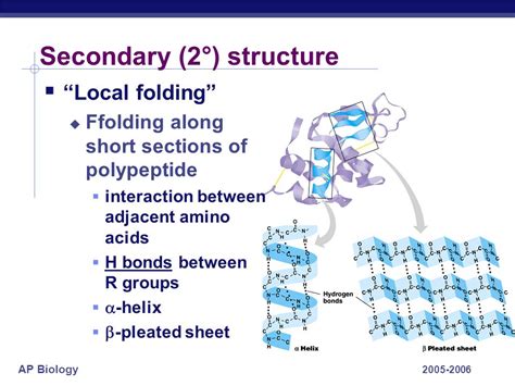 AP Biology Proteins. AP Biology Proteins Most structurally & functionally diverse group of ...