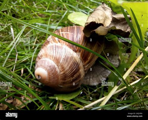 Empty Shell Without A Snail With A Dry Leaf On Top In The Green Grass