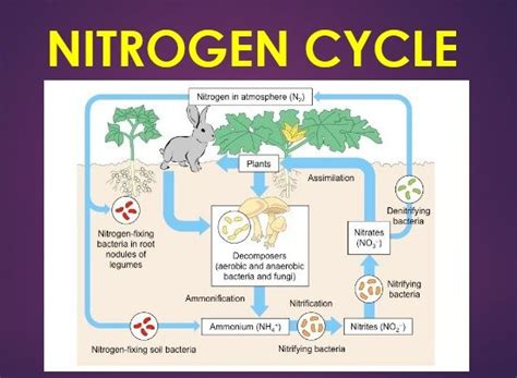 Best 13 Nitrogen Cycle Artofit