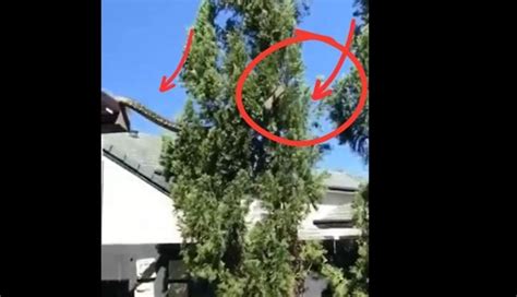Video Massive Python S Jaw Dropping Rooftop To Tree Trek Catch News