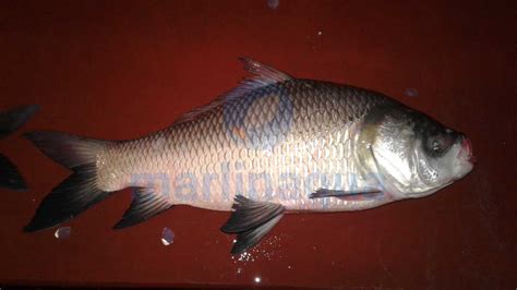 Katla Fish In Water High Quality Katla Fish Seed For Aquaculture At