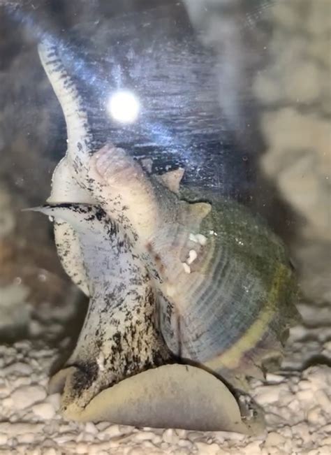 Whats Growing On My Frogspawn Skeleton Reef2reef