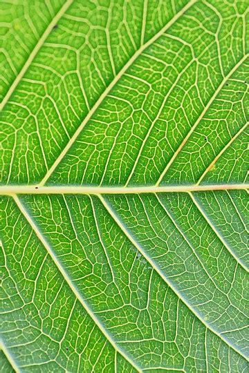 Peepal Leaf Wallpaper Background Images Hd Pictures And Wallpaper For Free Download Pngtree