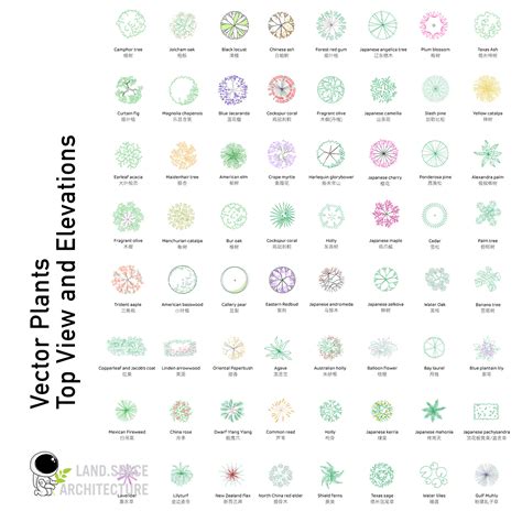 Vector Plants Top View And Elevations For Landscape Plan