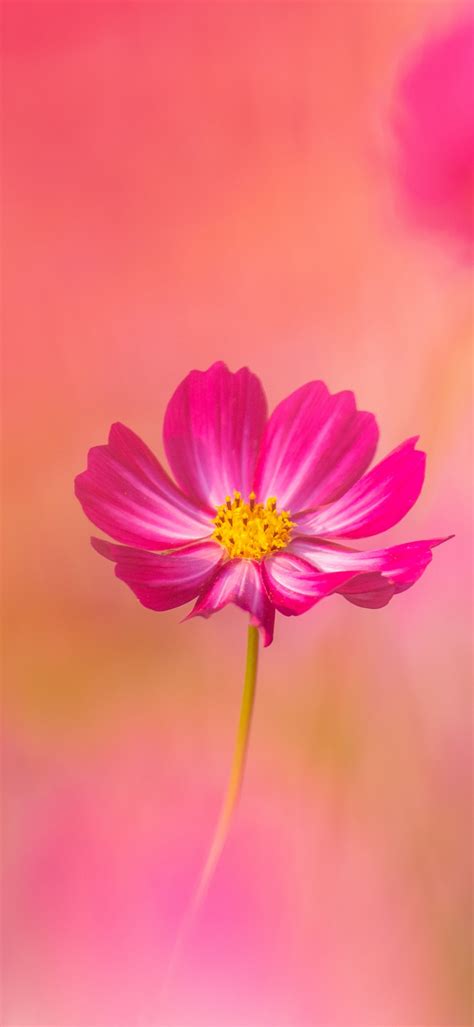 Cosmos Flowers Wallpaper 4k Pink Flower Garden Cosmos