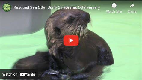 You Can Do It Little Pup — The Daily Otter