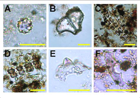 Examples Of Phytoliths Extracted From The Cai Beo Site A Palm