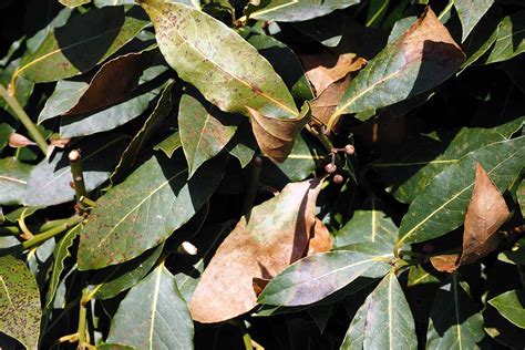 When And How To Prune Bay Laurel Gardeners Path