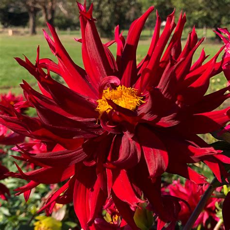 Dahlia Kenora Macop Garden Express