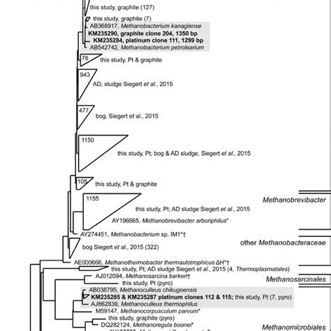 maximum parsimony tree based on the silva tree 115 29 with sequences