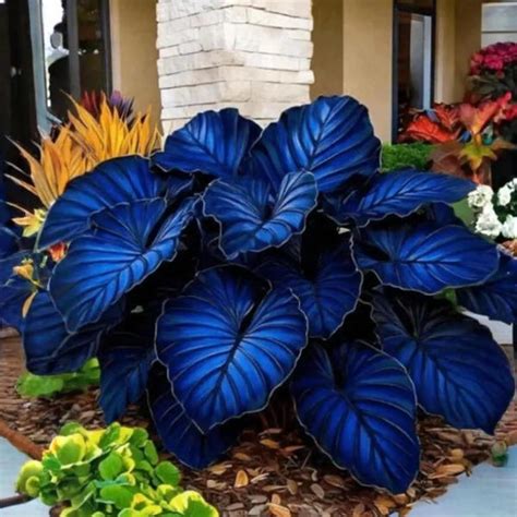 Midnight Blue Heart Hosta Plant Seeds Etsy