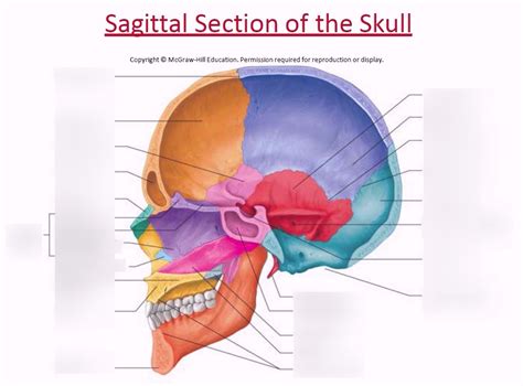 Diagram Of Sagittal Section Of The Skull Part 1 Quizlet