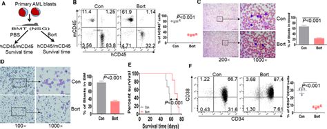 Anti‐leukemogenesis By Bort In Primary Aml Blasts‐xenografted Mice A