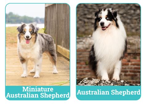 Miniature Australian Shepherd Vs Australian Shepherd The Differences