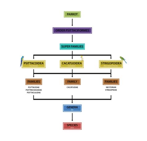 Types Of Parrots Learn About Nature