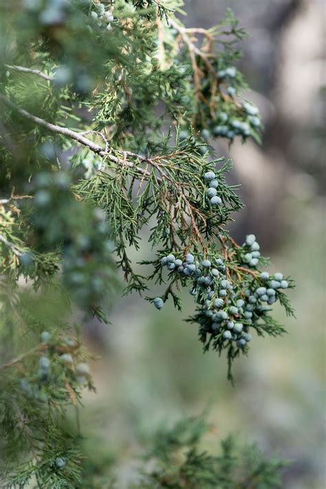 Juniper Berries Loblaws At Katharine Gillis Blog