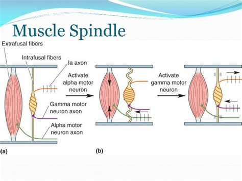 Spindle Define Anatomy At Michael Stover Blog