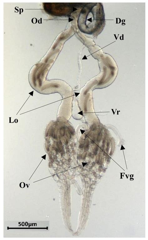 Rearing Host Dependency Of Ovariole Number And Body Size In Campoletis Chlorideae Uchida