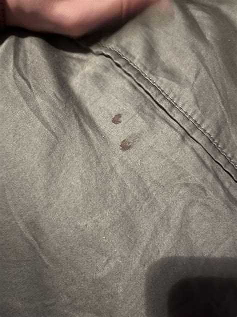 Part Of A Bed Bug Spots Rbedbugs