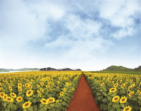 Thư Viện Hình ảnh Th Group True Happiness