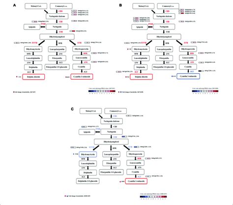 Transcript Profiling Of Genes Related To The Flavonoid Synthesis