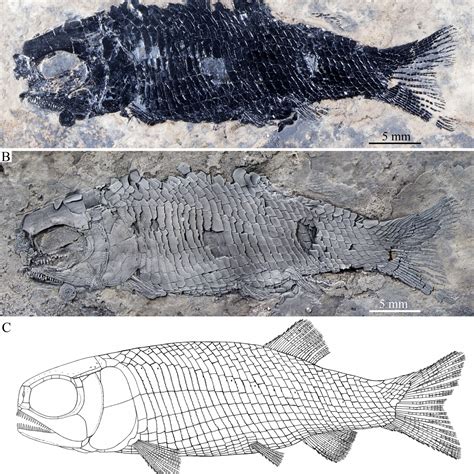 Fish Fossil Fish Fossil