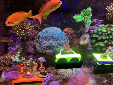 Algae Refugium Reactor Scrubber Reef2reef