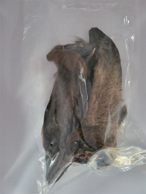 Diana Hirsch Ohren Mit Fell 2 Stück Die Futterkiste