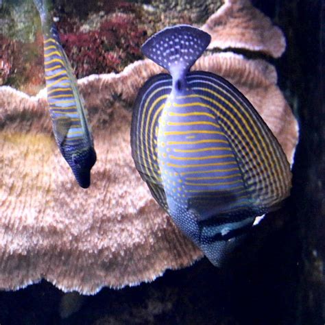 Red Sea Sailfin Tang
