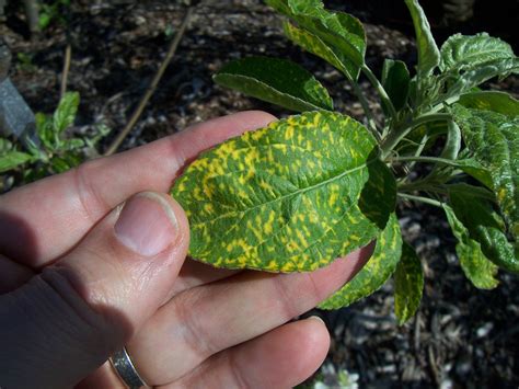 Mottling