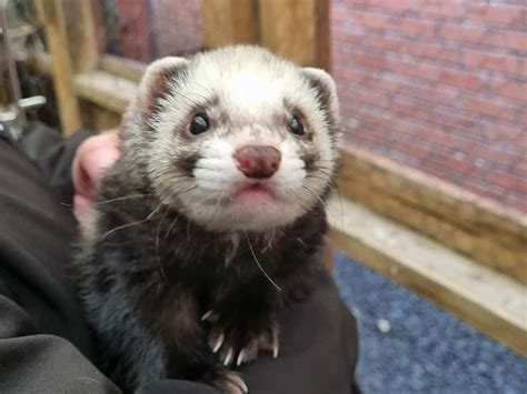 [100 ] Bilder Von Frettchen