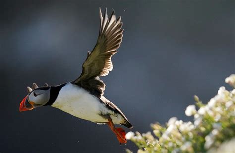 Irelands Puffin Population May Appear To Be Thriving But More Research Needed Experts Warn