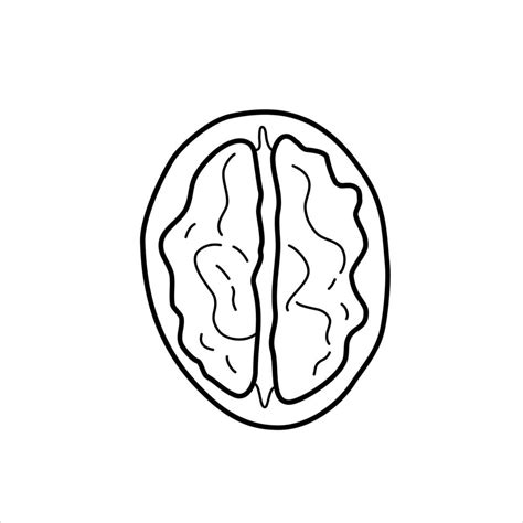 Line Illustration Of A Half Of A Walnut In The Shell 58728510 Vector