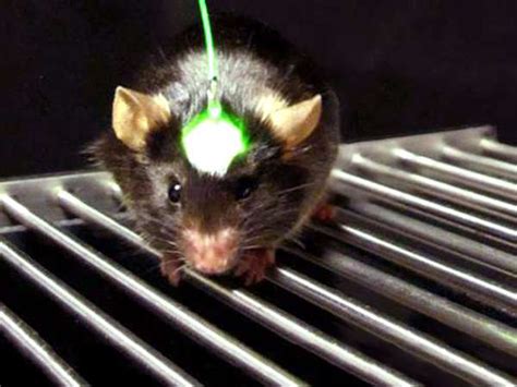 Optogenetics Controlling The Brain With Light Britannica