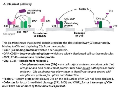Complement Fixation Pptx Endocrine And Metabolic Diseases