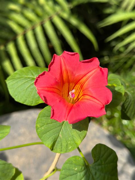 Ipomea Africana Stictocardia Macalusoi Nature Sense